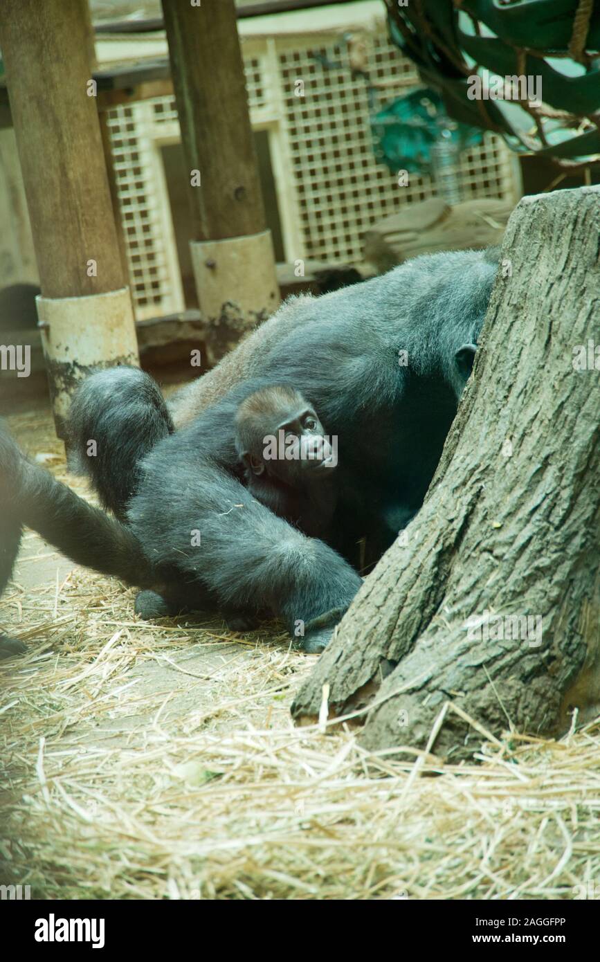 Gorillas in enclosure at zoo hi-res stock photography and images - Alamy