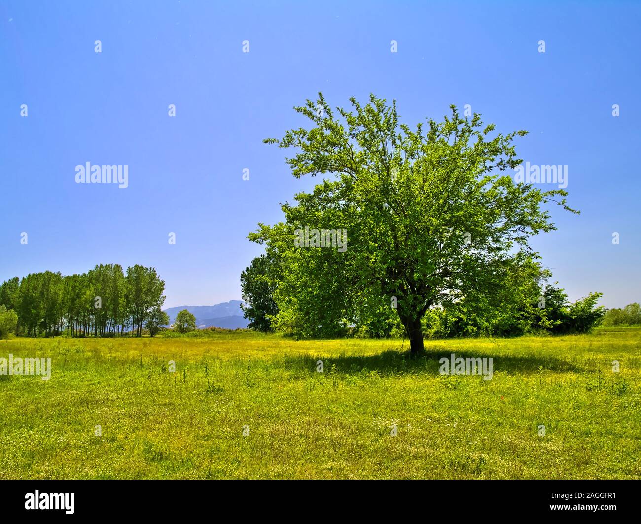 Green tree with wide foliage in yellow field under deep blue sky Stock ...