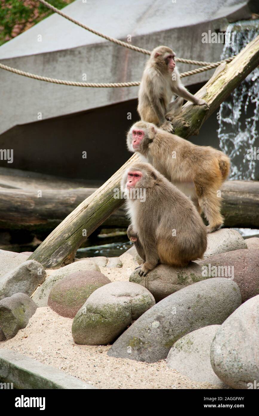 Amsterdam Zoo baboons Stock Photo - Alamy