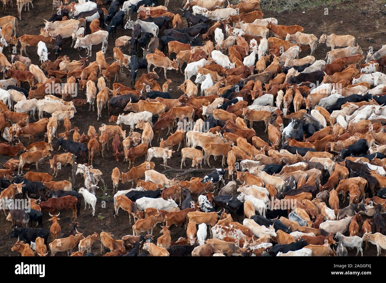 Herd of Masai cattle, Masai Mara National Reserve, Kenya Stock Photo ...