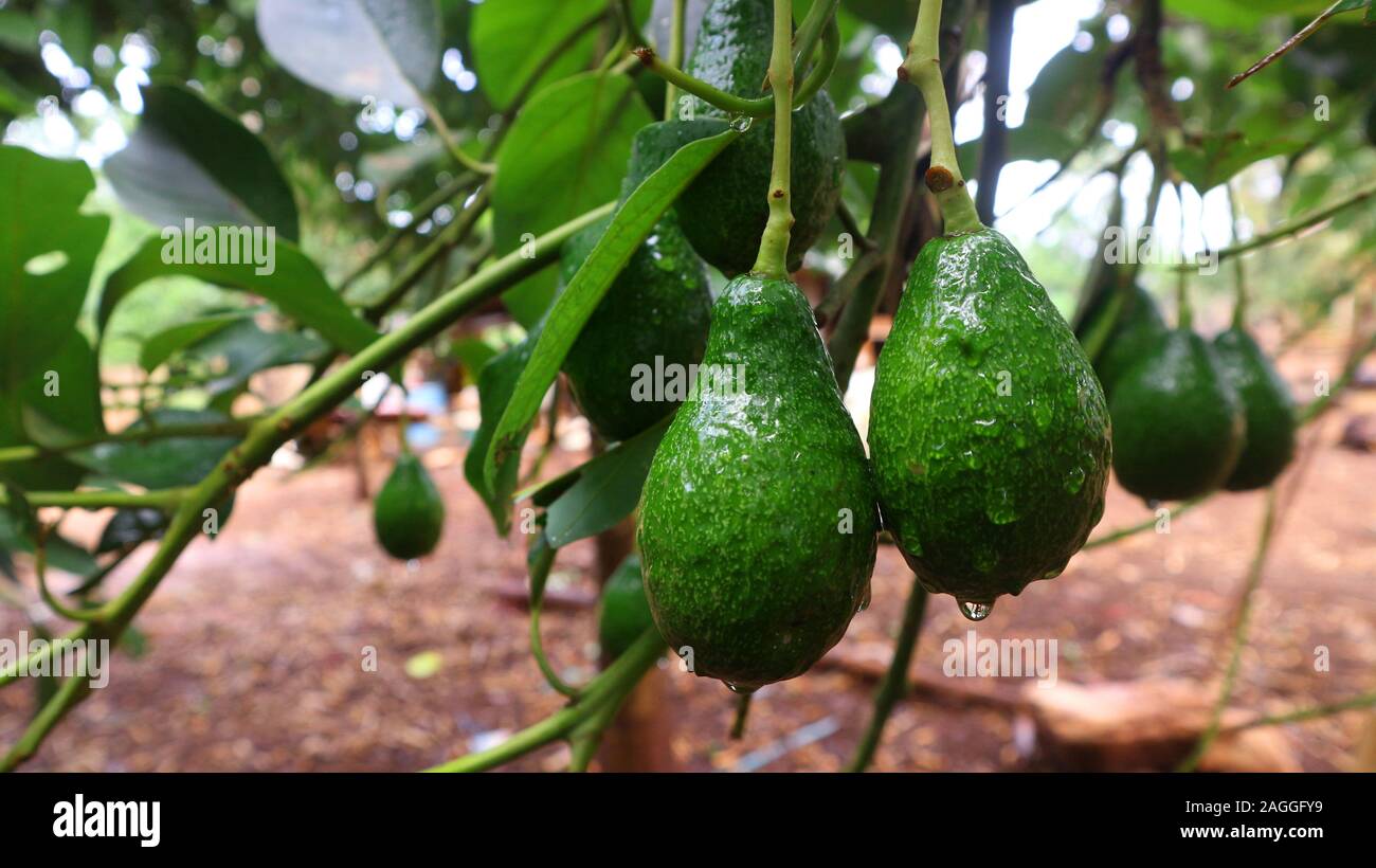 Avocado a pear-shaped fruit with a rough leathery skin, smooth oily ...