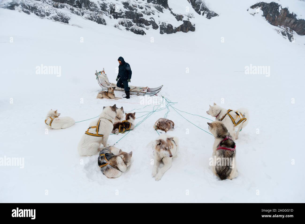 Sled dogs resting, Ilulissat, Greenland Stock Photo - Alamy