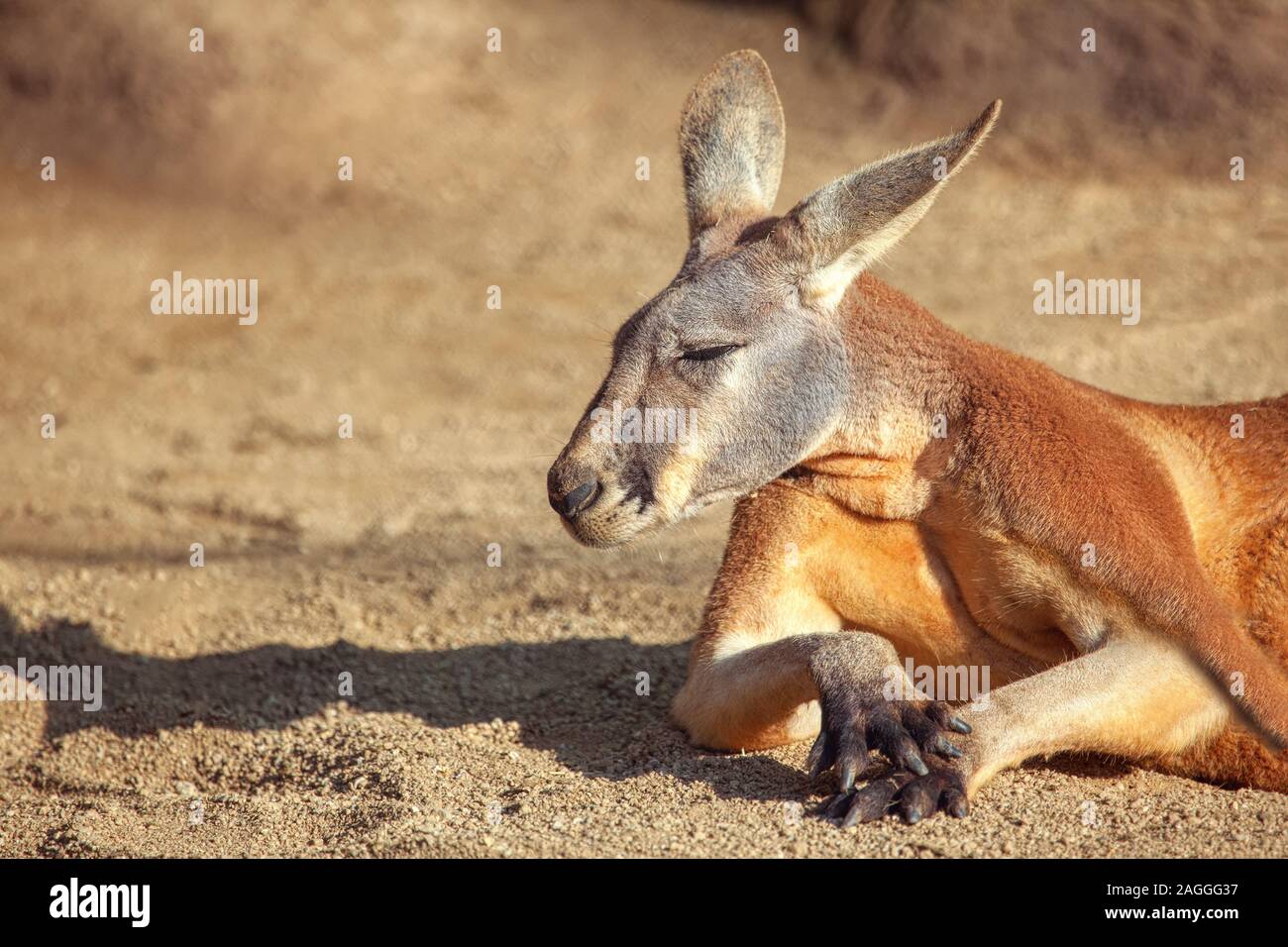 sleeping kangaroo in the summer day Stock Photo - Alamy