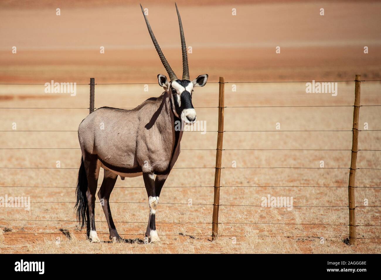 Namibia tiras mountains hi-res stock photography and images - Alamy