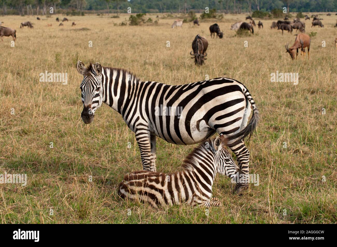Zebra (Equus quagga) and calf, Masai Mara National Park, Kenya Stock ...