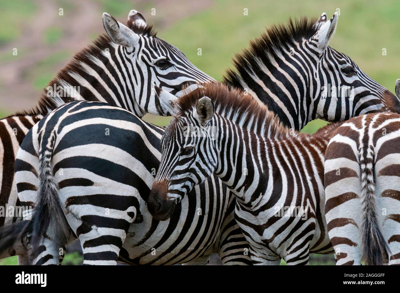 Common Zebras (Equus quagga), Masai Mara National Reserve, Kenya Stock ...