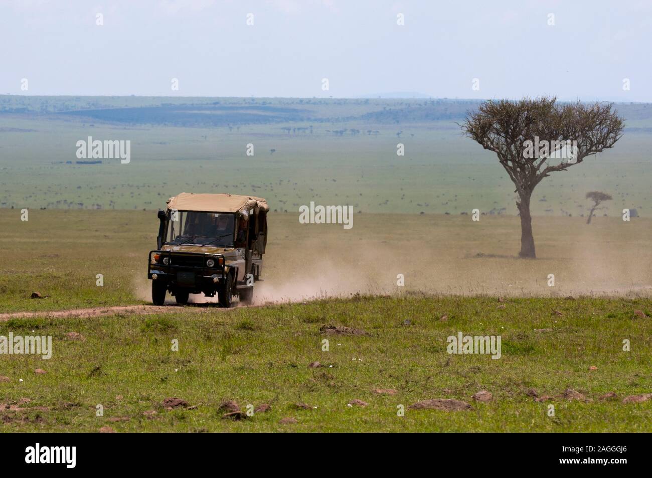 Off road vehicle in safari, Masai Mara National Reserve, Kenya Stock ...