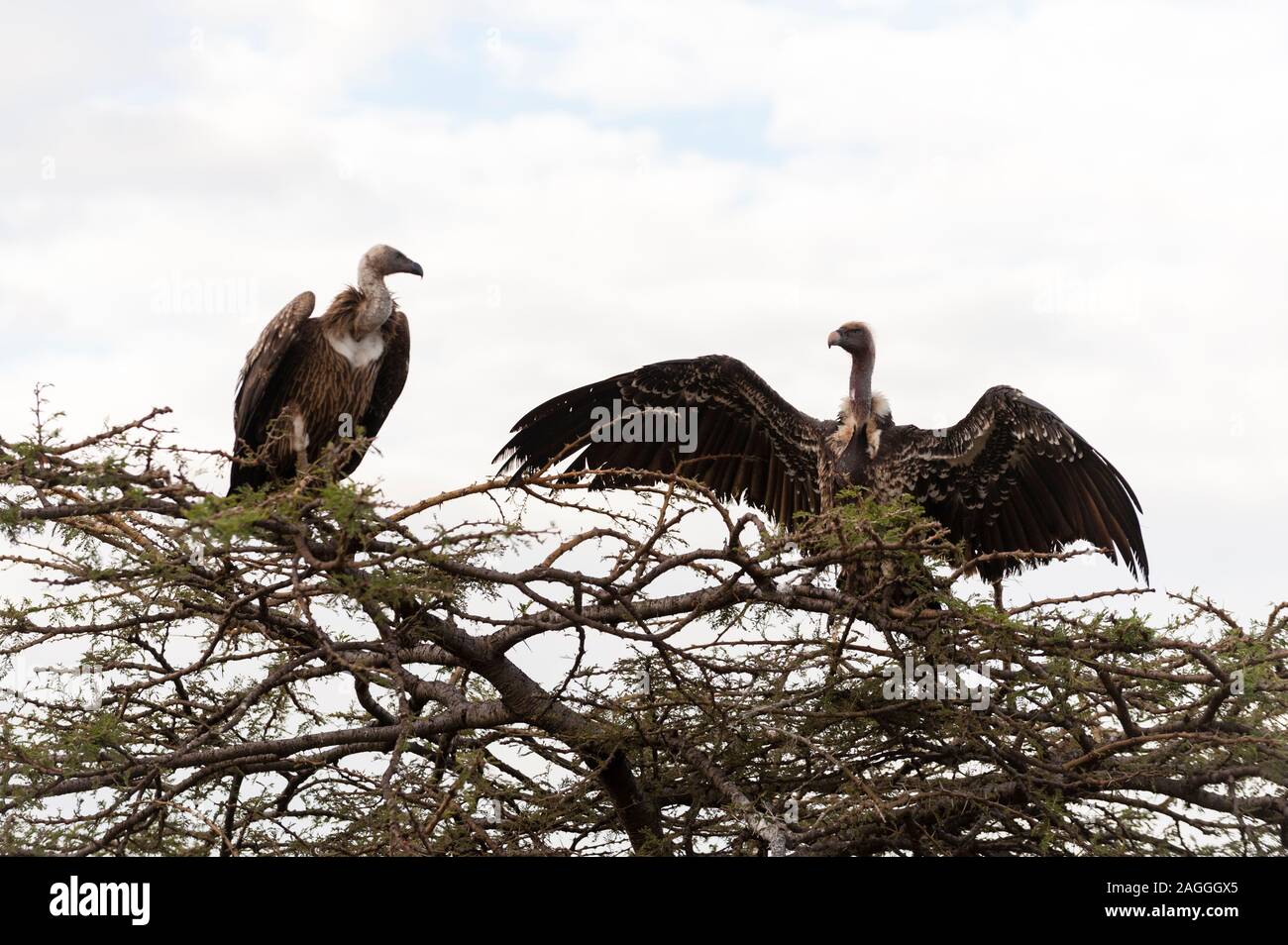 Vultures feeding on carcass, Masai Mara National Reserve, Kenya Stock ...