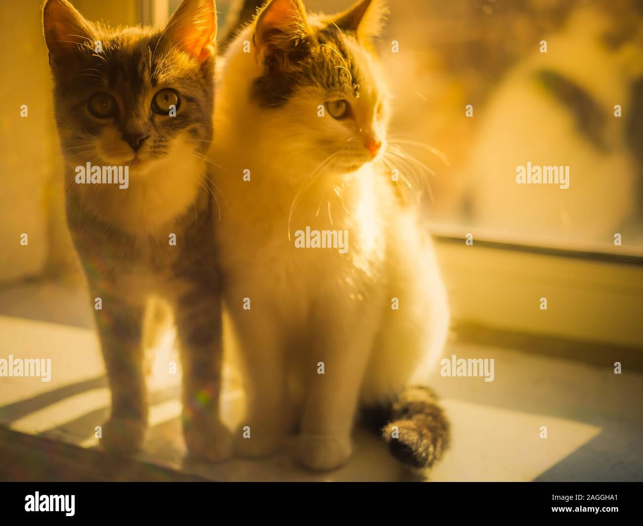 Two cats couple friends domestic hi-res stock photography and images ...