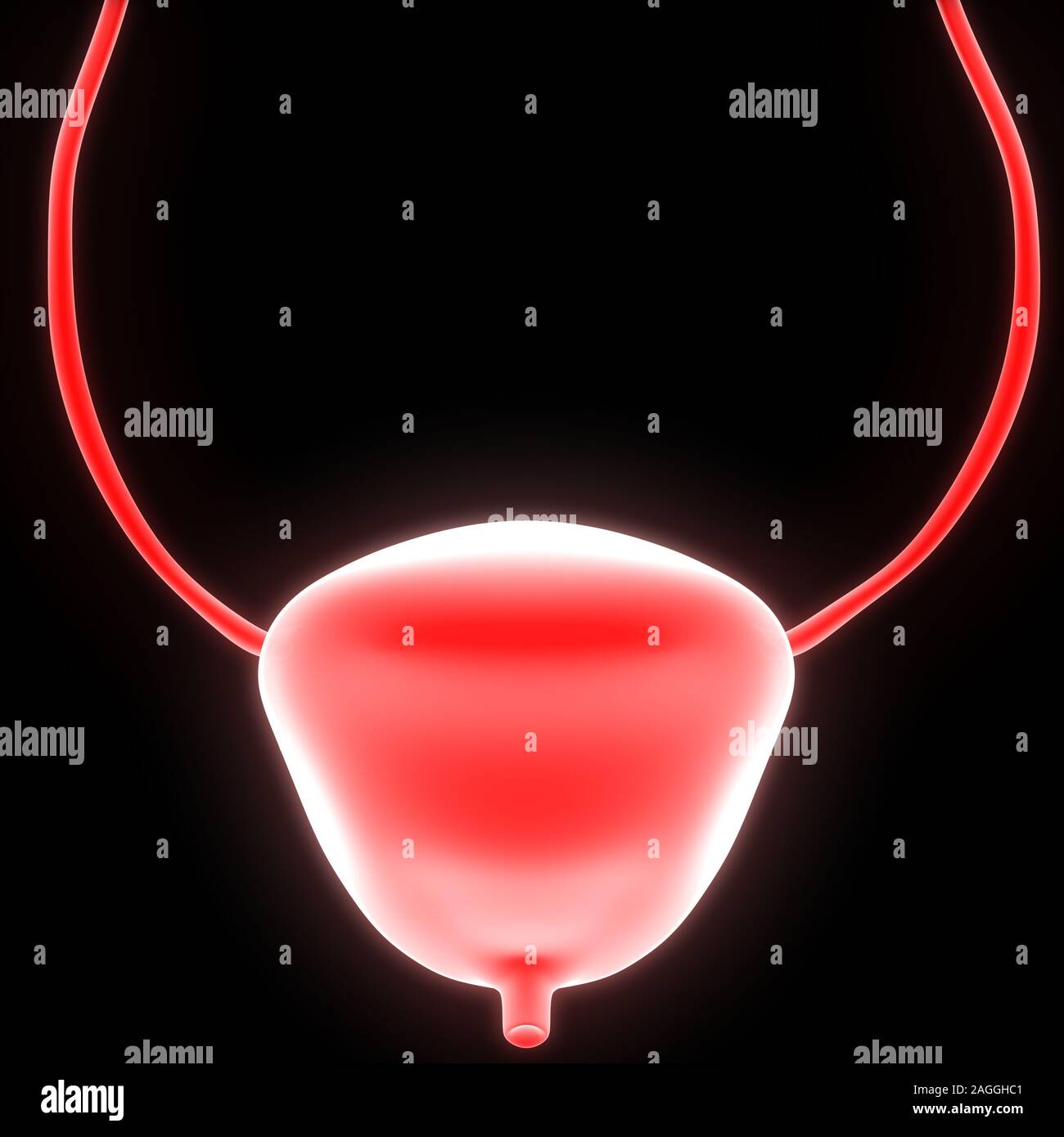 Human Internal Organs Urinary System Bladder Anatomy. 3D Stock Photo ...