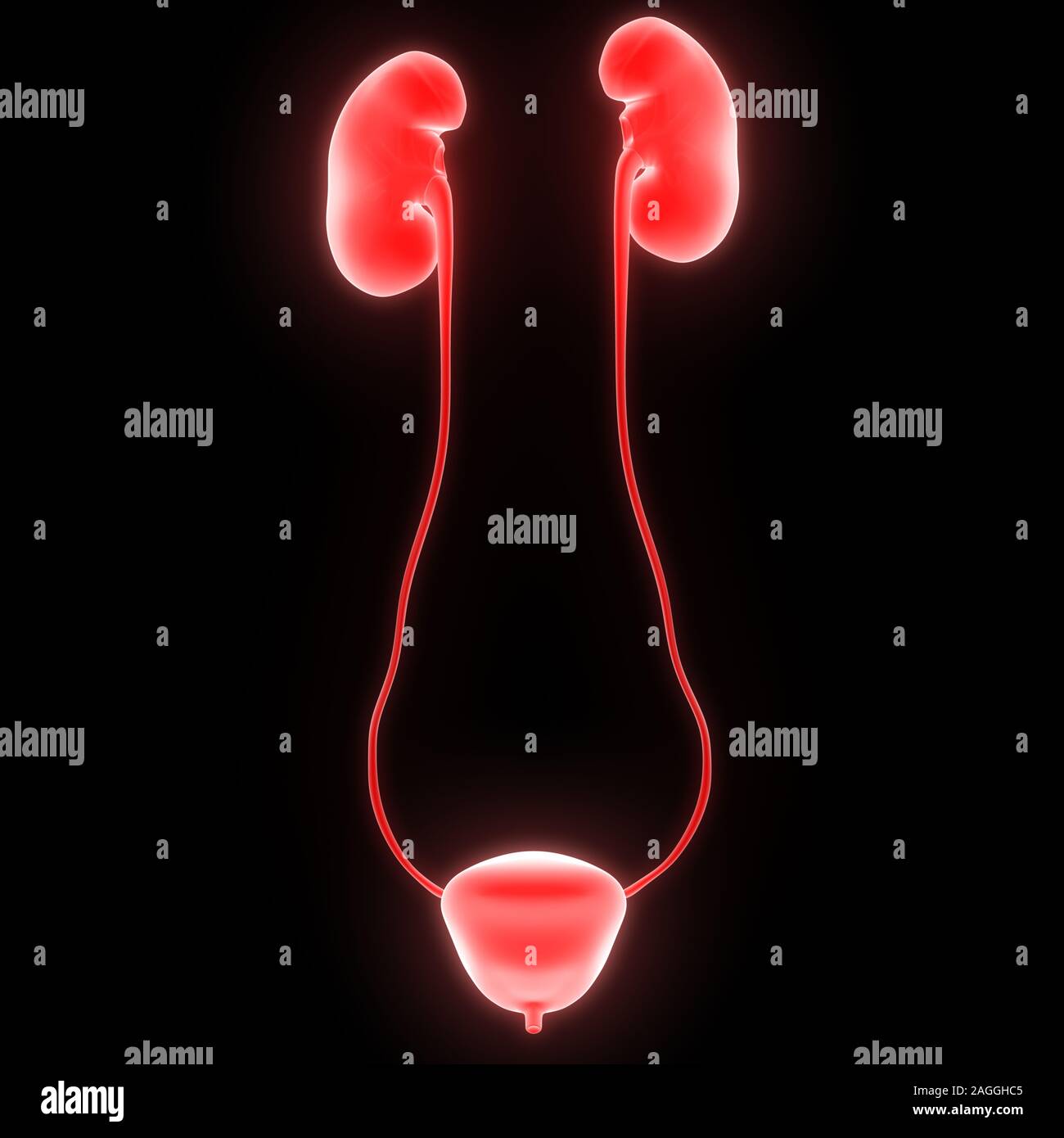 Human Internal Organs Urinary System Kidneys with Bladder Anatomy. 3D ...