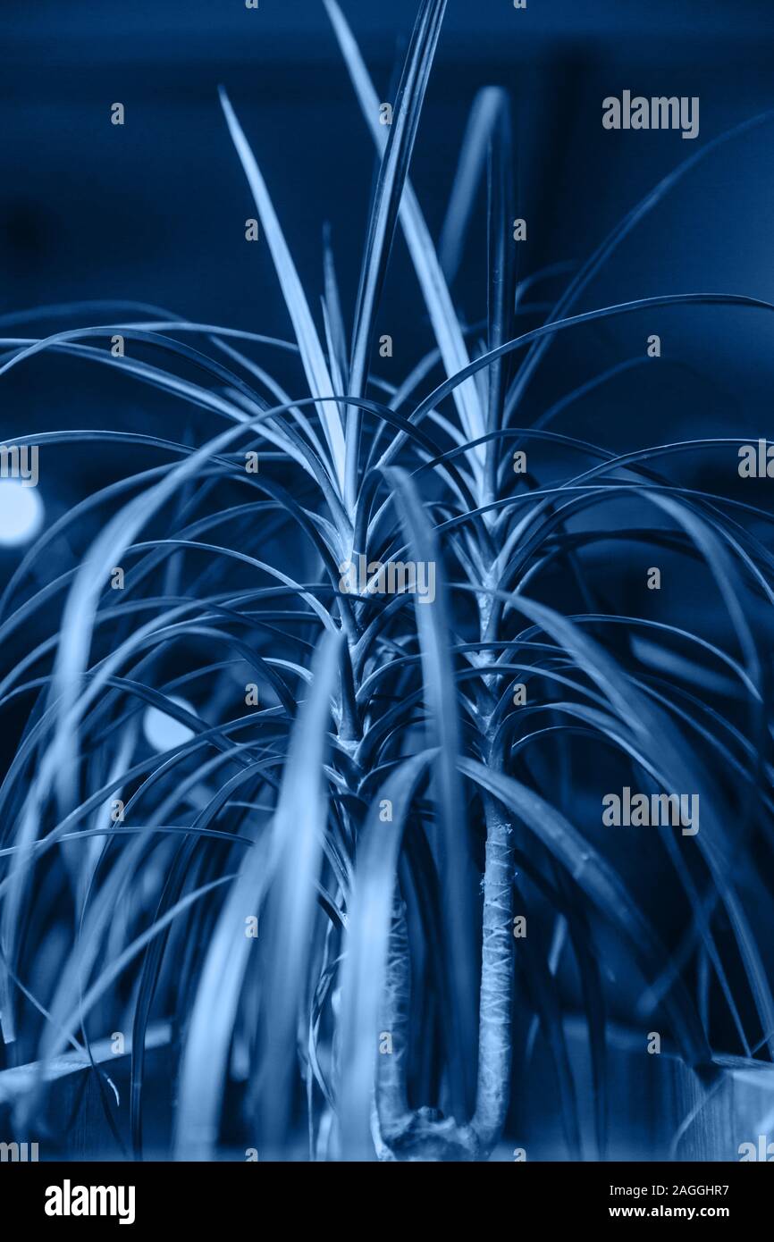 Dracaena plant in a blue color.The main color of the Year 2020 Stock ...