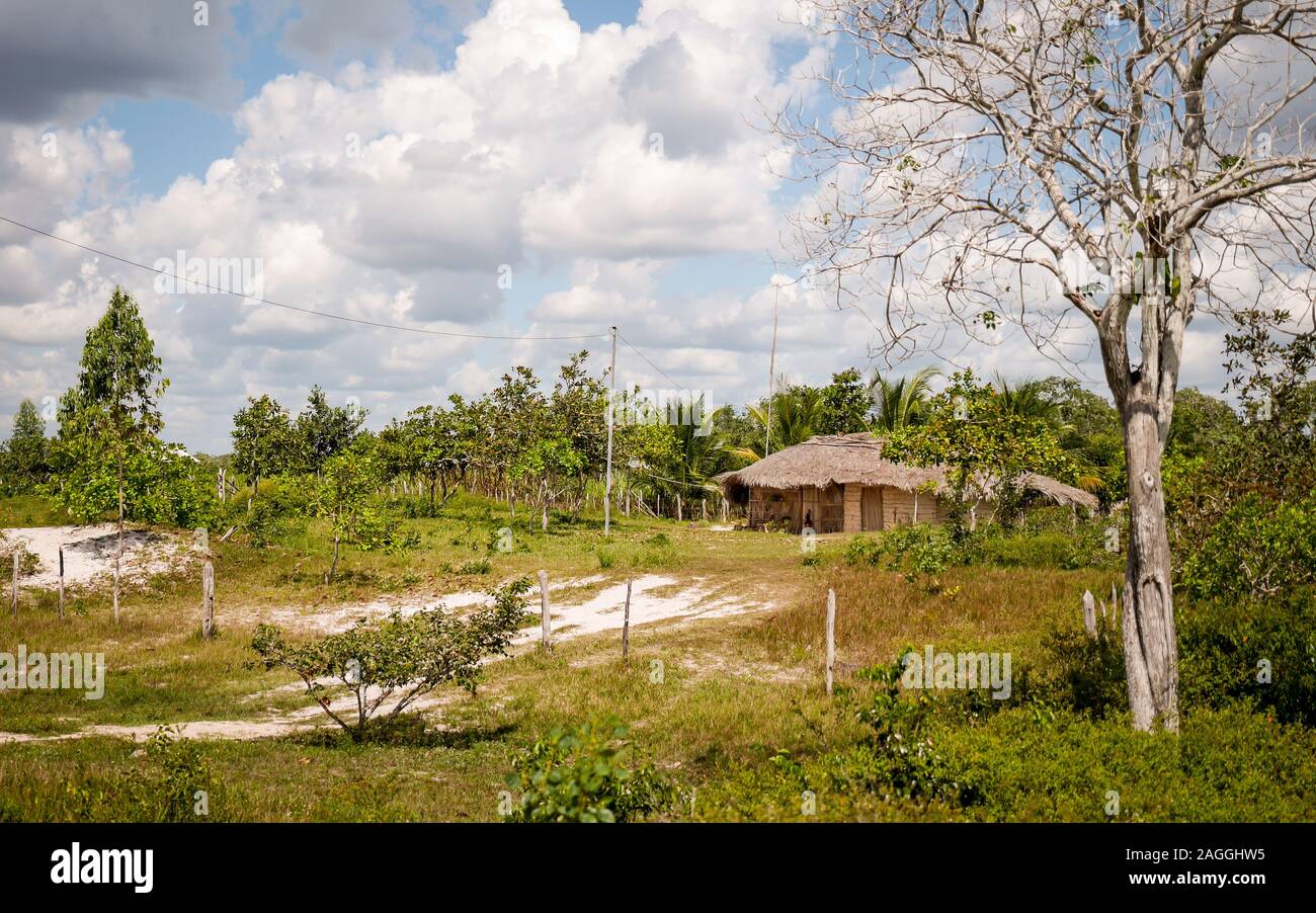 Rural Barreirinhas, Maranhão, Brazil. A traditional thatched roof ...