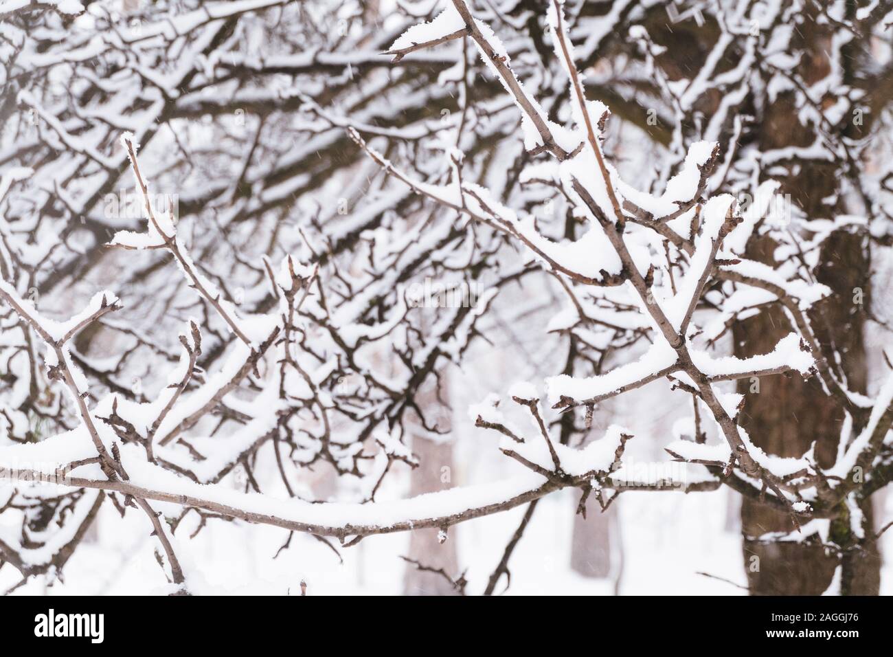 Tree branches covered with snow in winter time, forest park closeup Stock Photo - Alamy