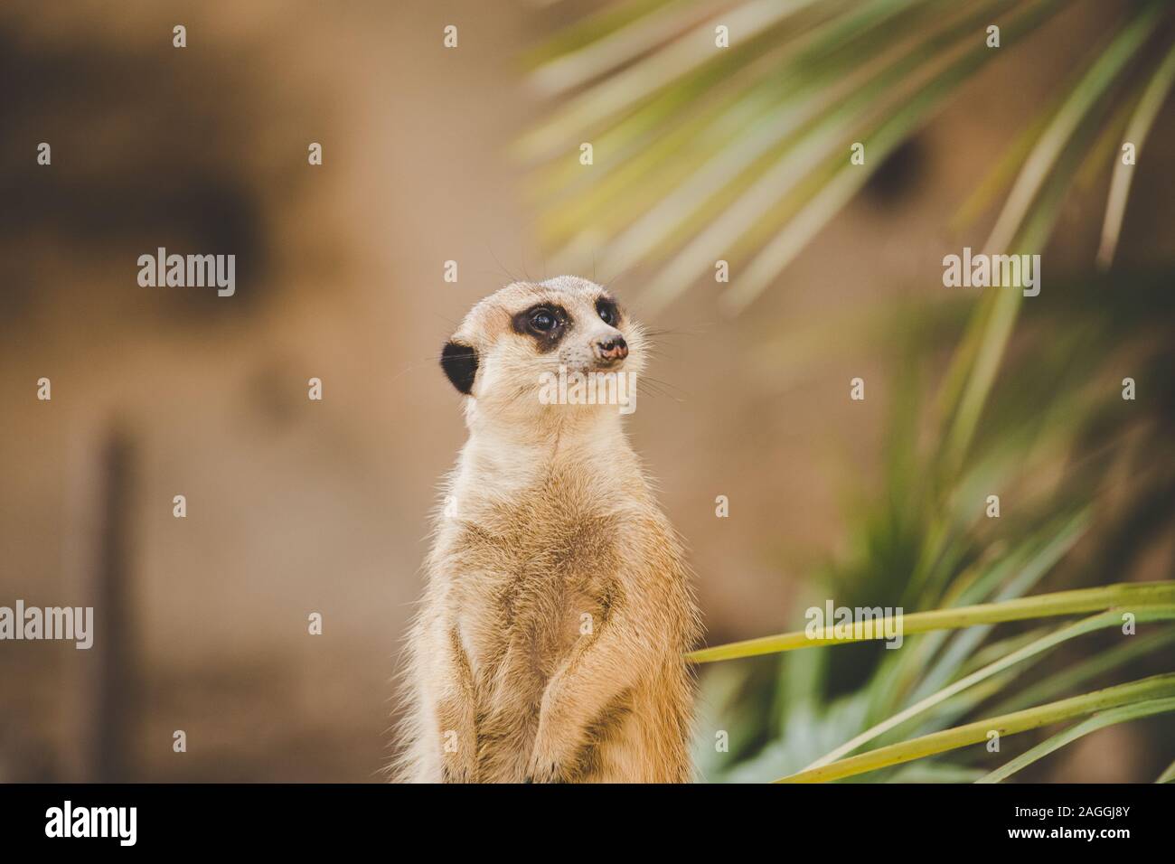 Meerkat on hind legs. Portrait of meerkat standing on hind legs with ...