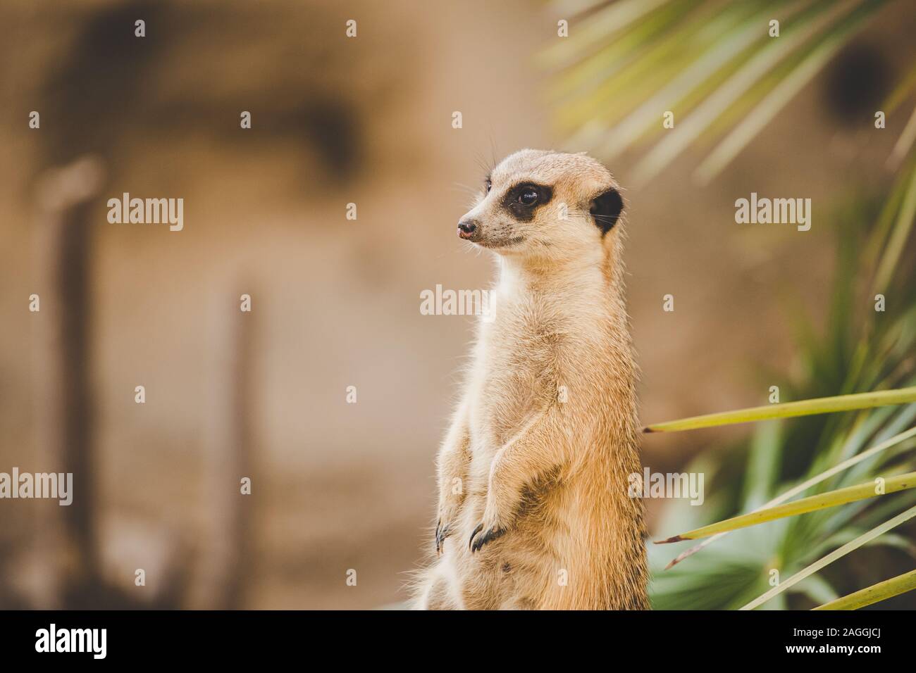 Meerkat on hind legs. Portrait of meerkat standing on hind legs with ...
