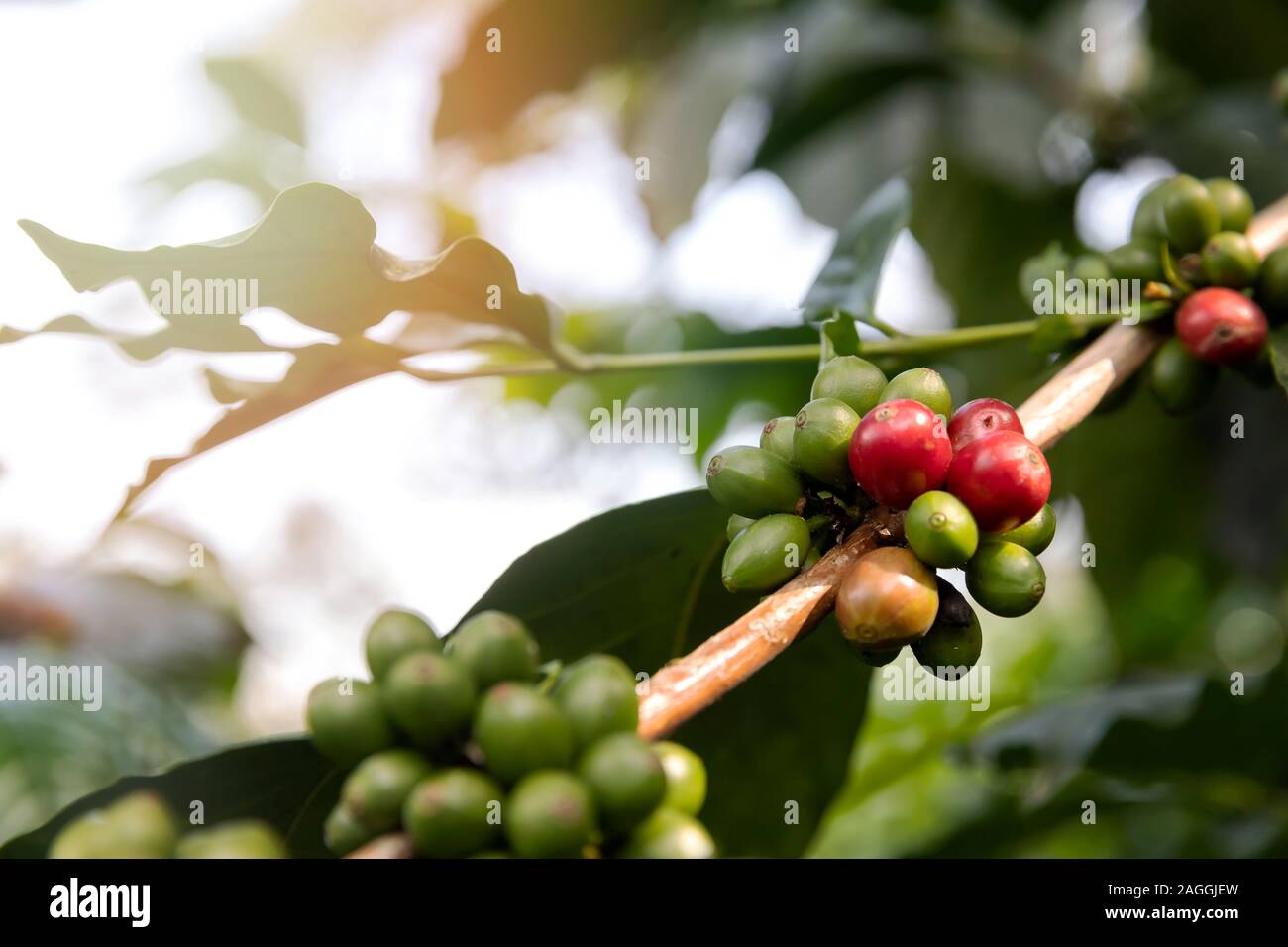 Coffee tree with red coffee berries on cafe plantation Stock Photo - Alamy