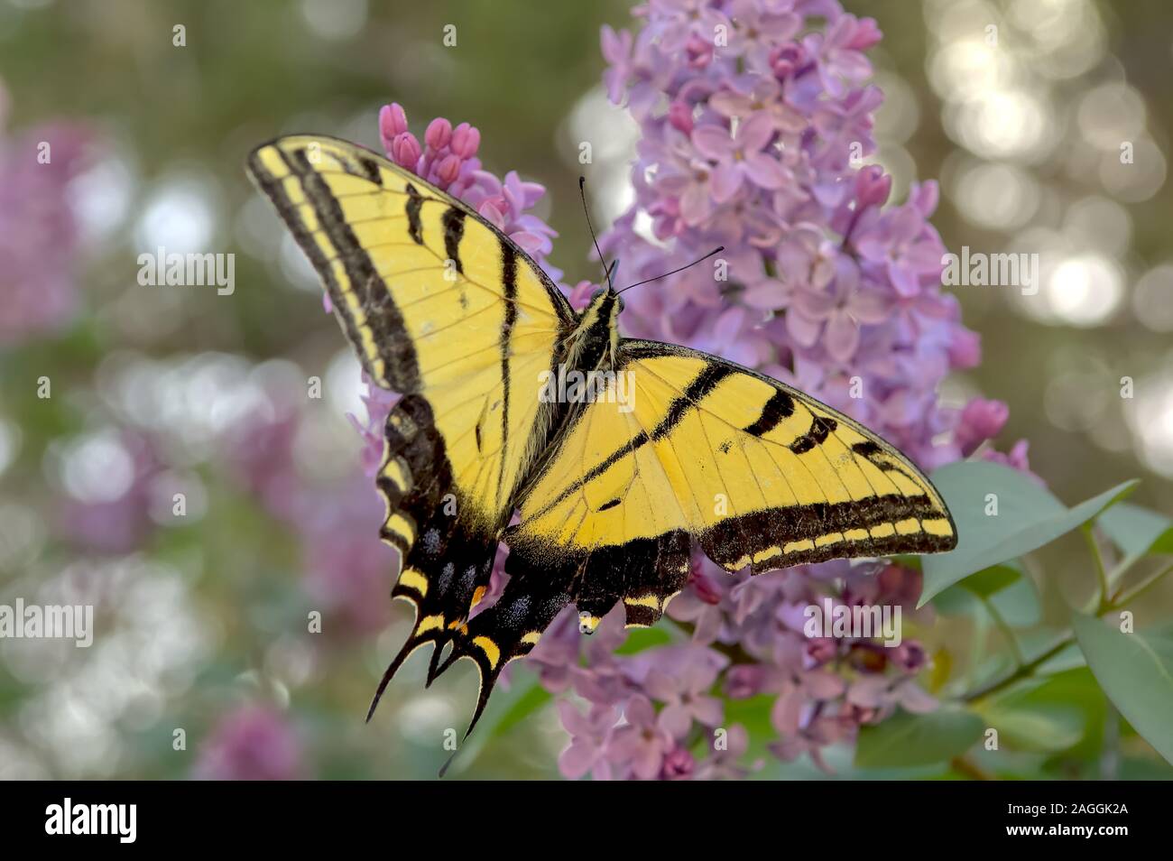 Two tailed butterfly hi-res stock photography and images - Alamy