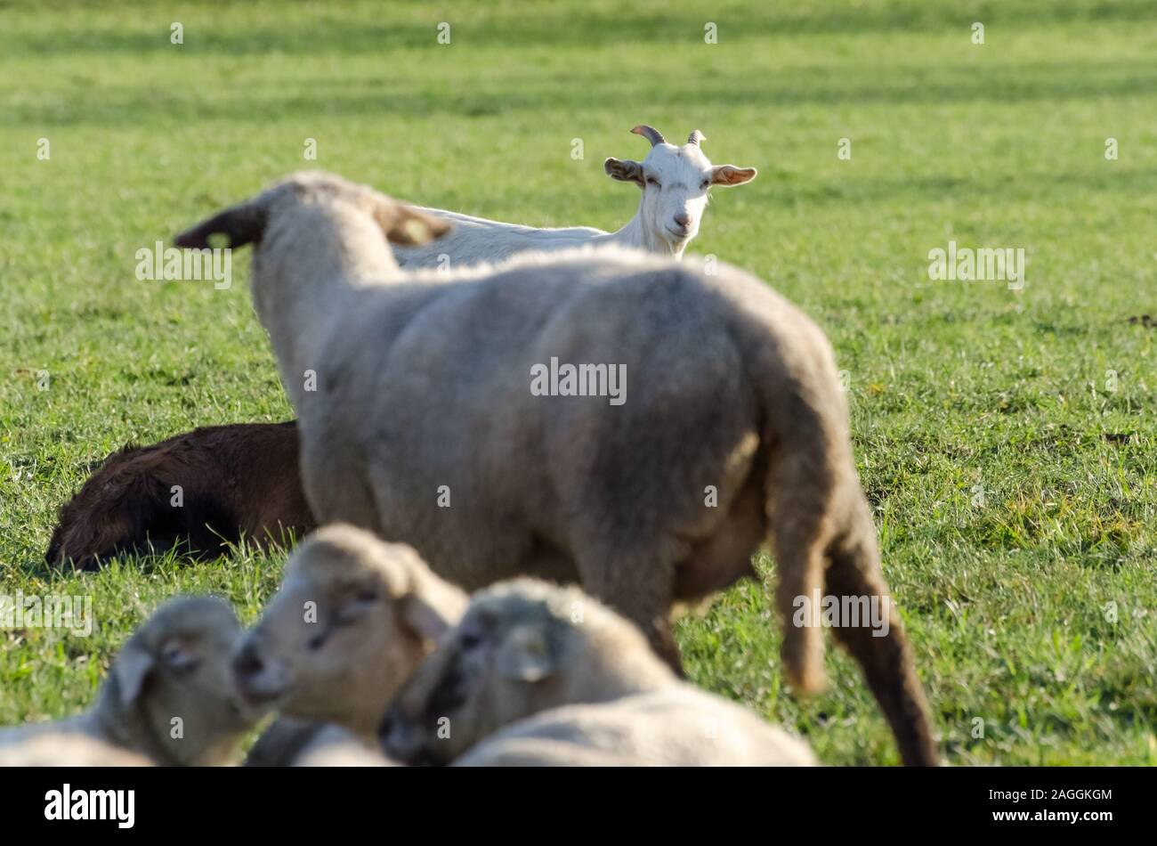 White german goat goats hi-res stock photography and images - Alamy