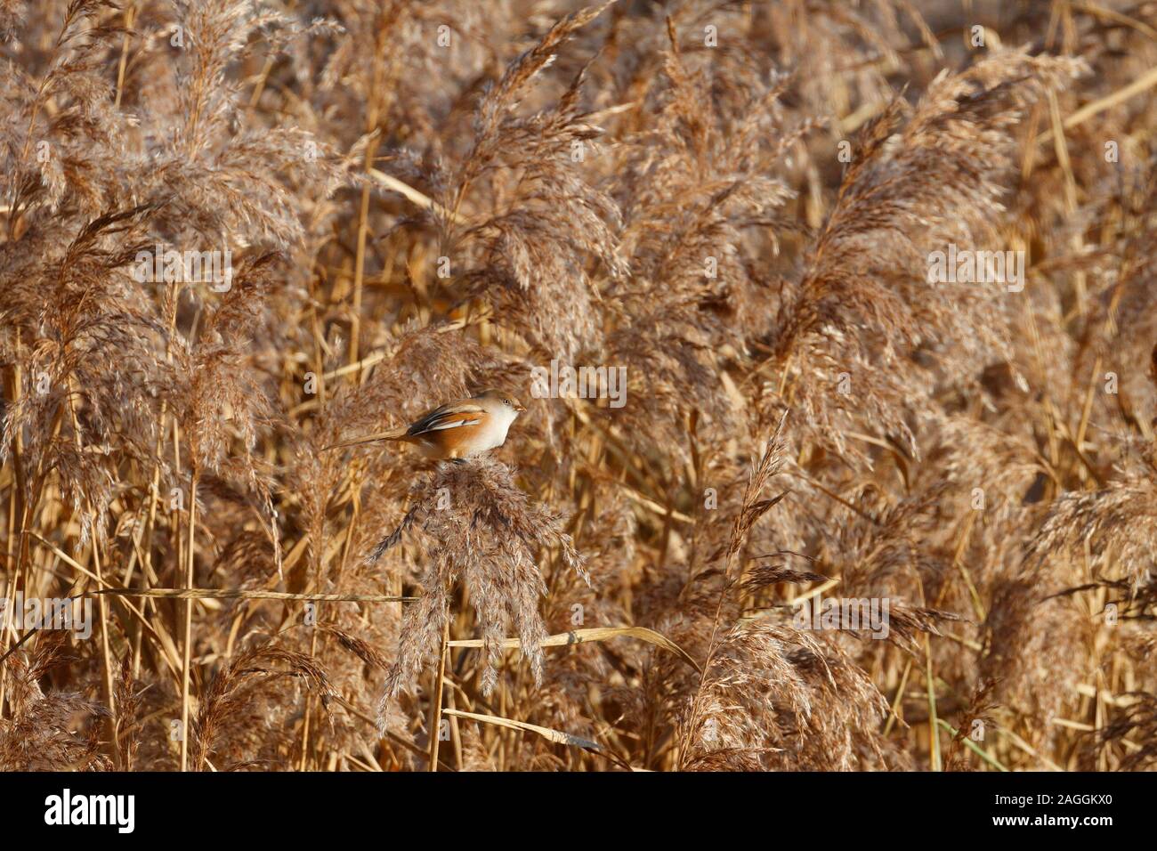 Female bearded reedling frequently known as a bearded tit, Panurus ...