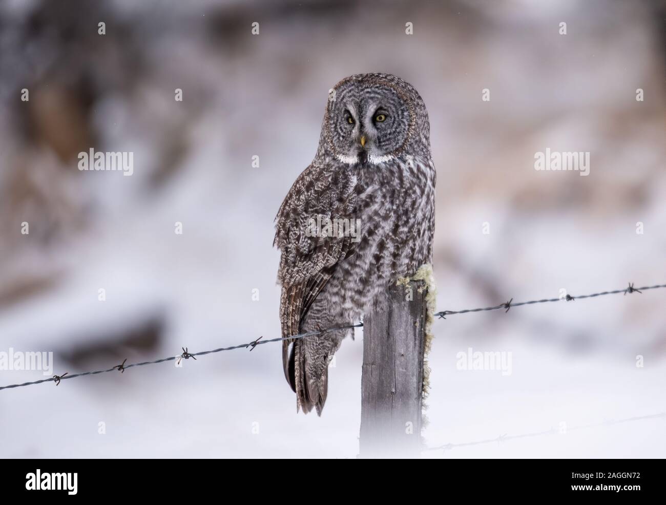 Canada eagle owl hi-res stock photography and images - Alamy