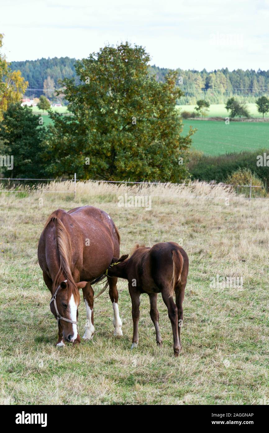 Horse sucking hi-res stock photography and images - Alamy