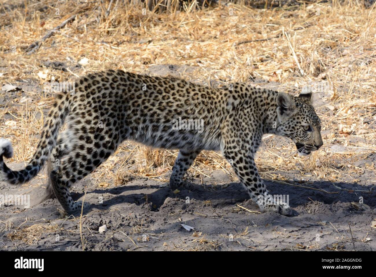 Leopard stalking Moremi national park Moremi Wildlife park Botswana ...