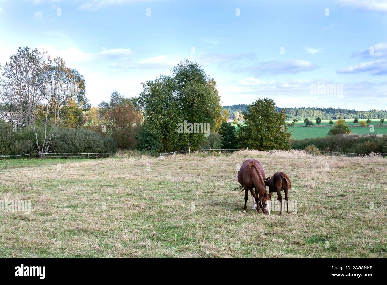 Horse sucking hi-res stock photography and images - Alamy