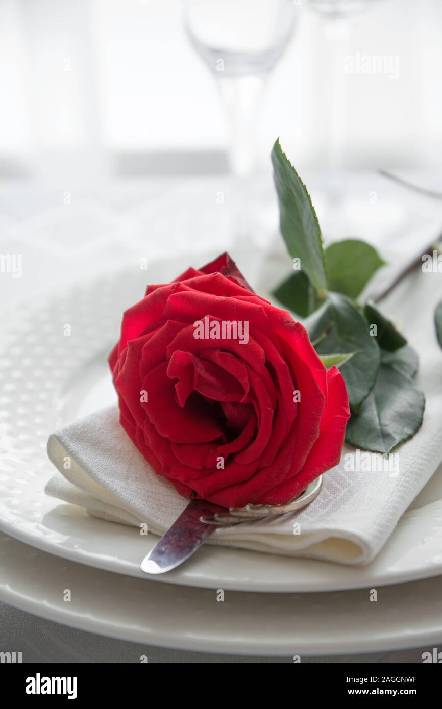 Valentine's day or romantic dinner with red rose on white. Proposal ...