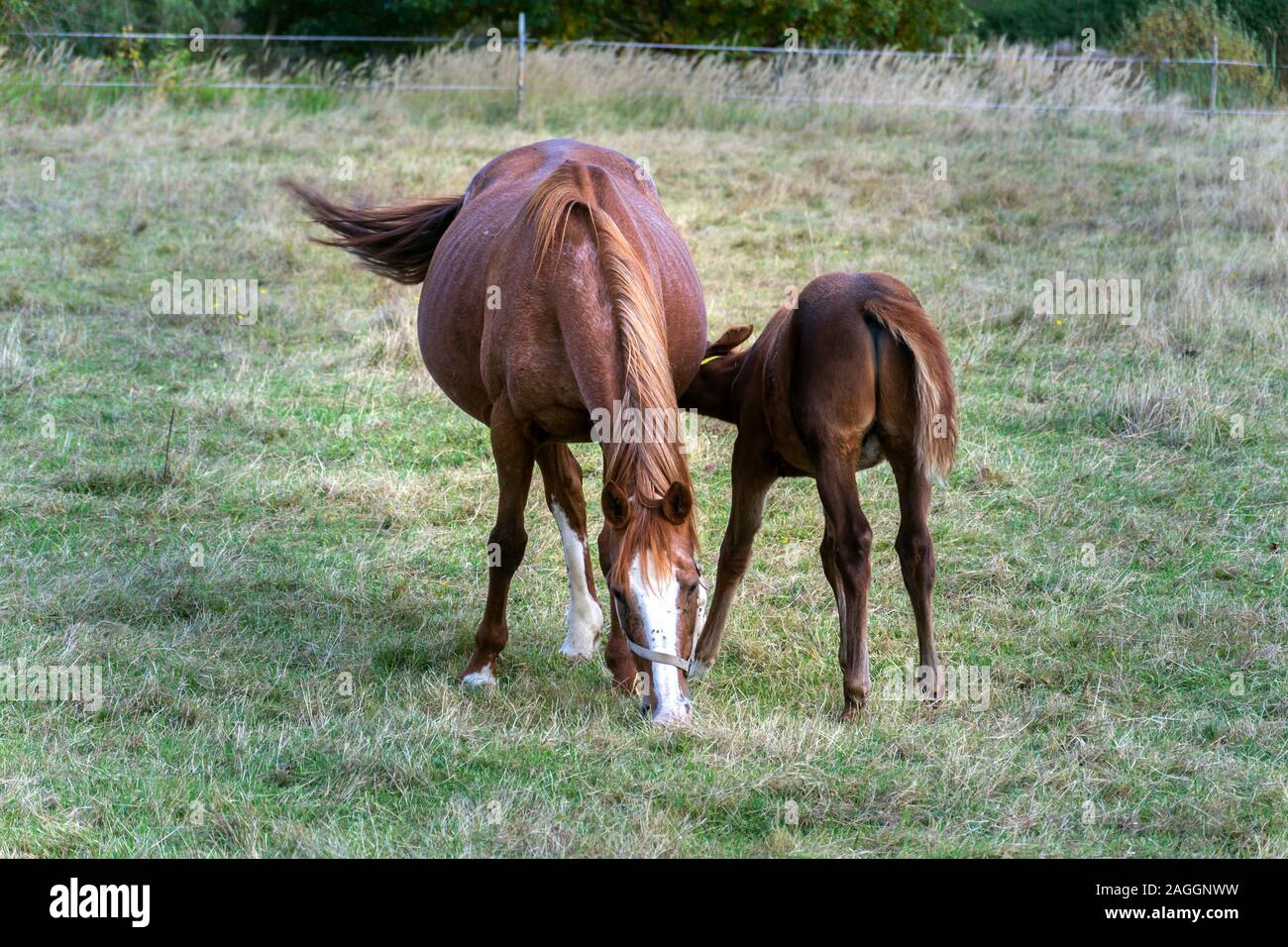Horse sucking hi-res stock photography and images - Alamy