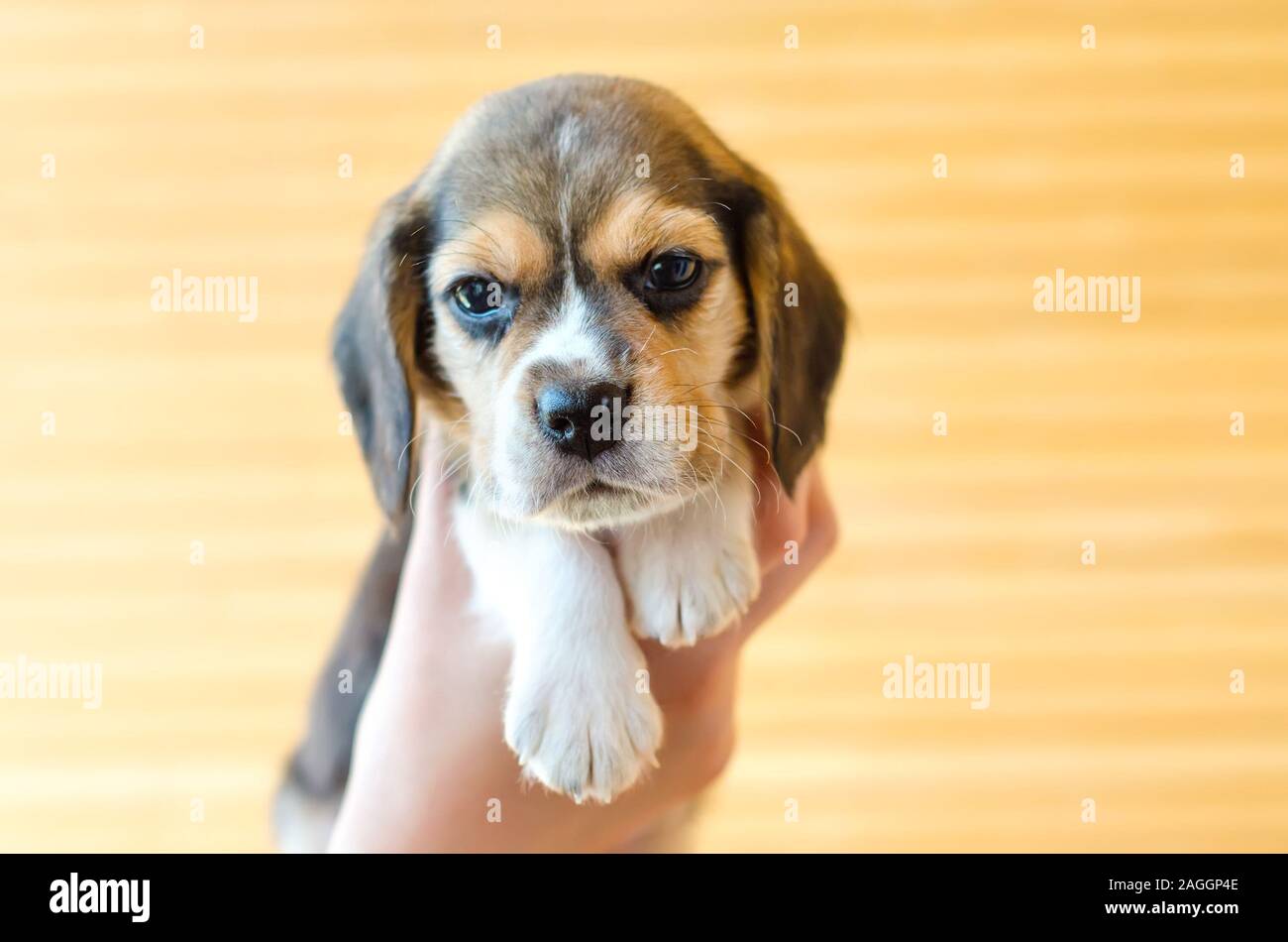 cute beagle puppy head closeup Stock Photo - Alamy