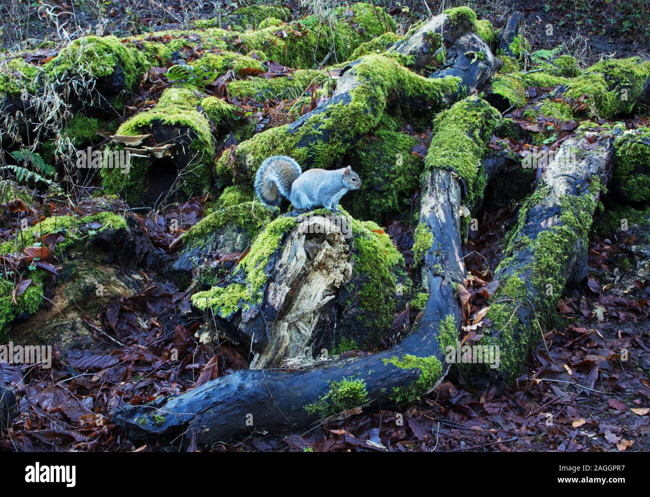 A grey squirrel posing on a log, forming a pattern in woodland Stock ...