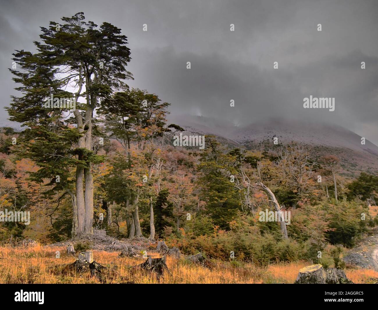 Magellanic subpolar forests hi-res stock photography and images - Alamy