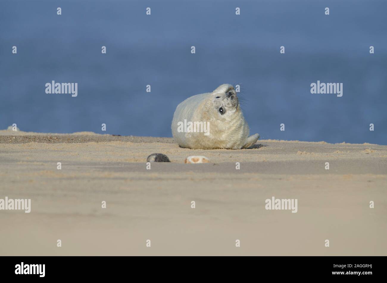 Grey Seals at Winterton on sea beach Stock Photo - Alamy