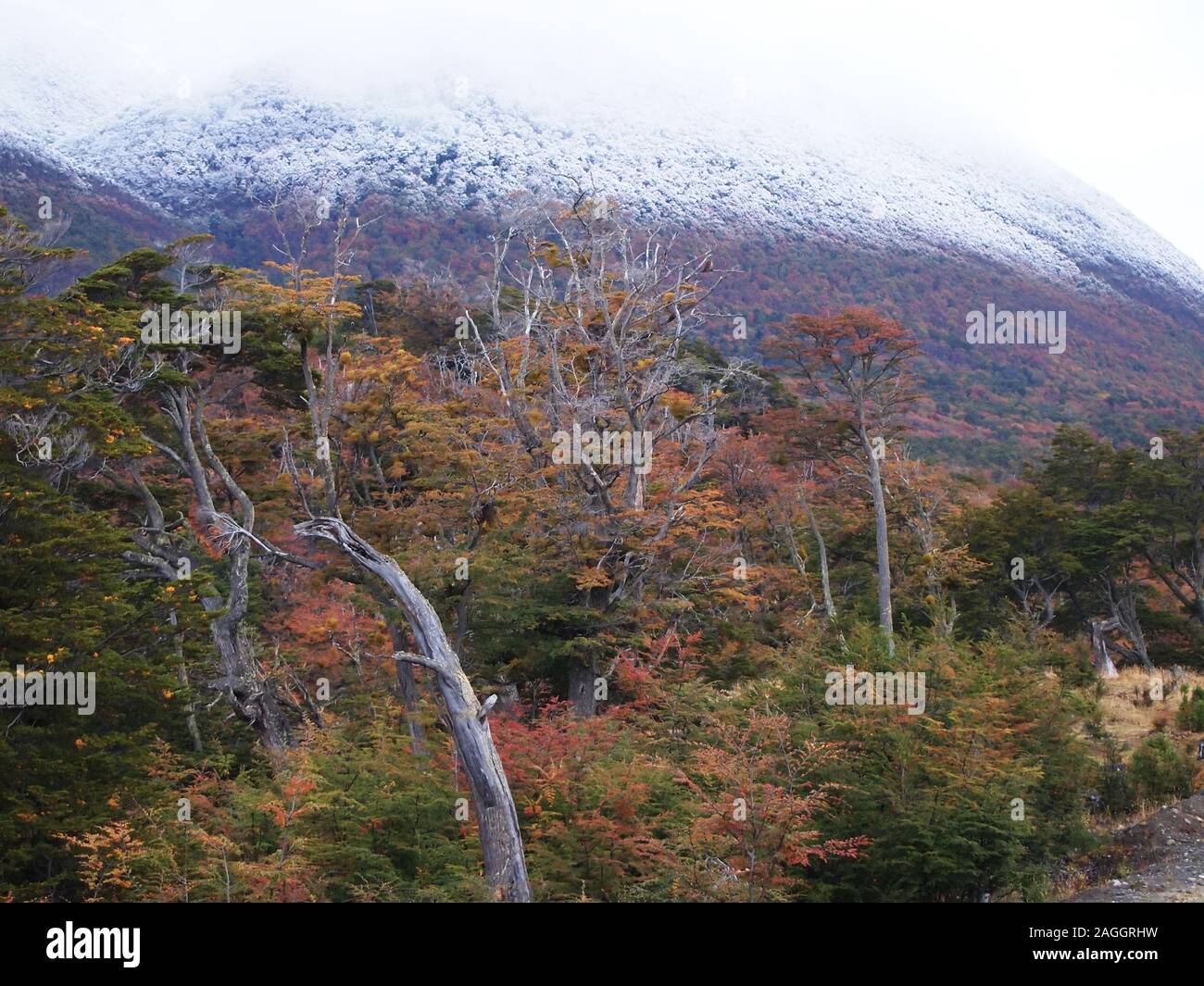 Magellanic subpolar forests hi-res stock photography and images - Alamy