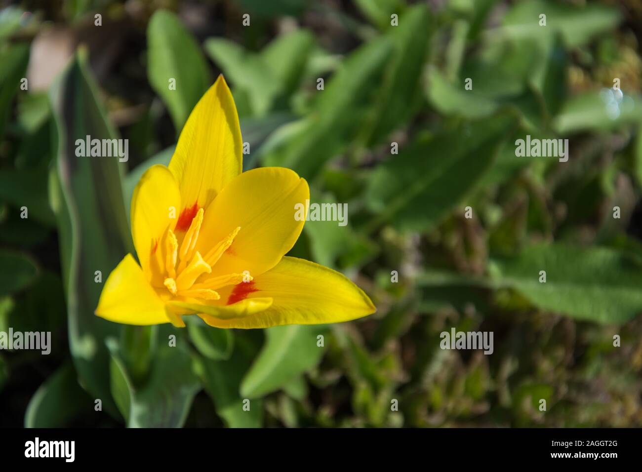Tulip top view hi-res stock photography and images - Alamy