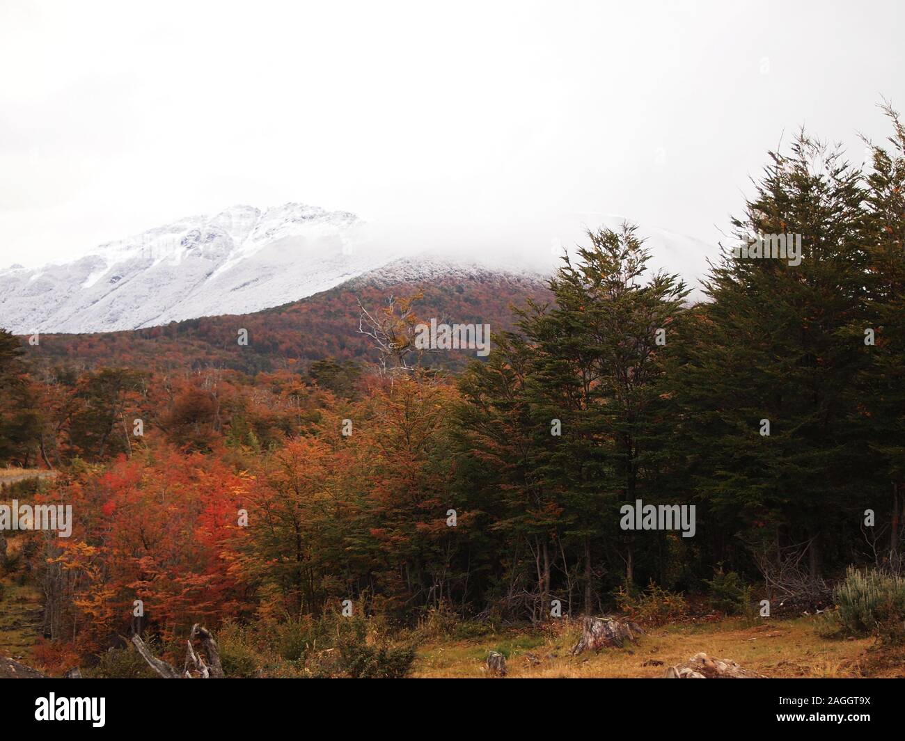 Magellanic subpolar forests hi-res stock photography and images - Alamy