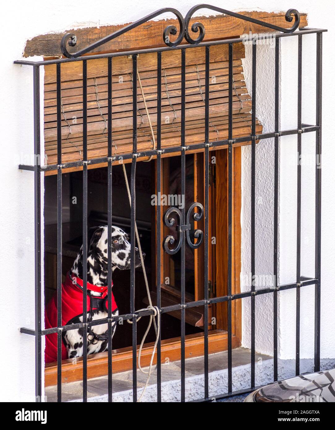 Dalmation coat hi-res stock photography and images - Alamy