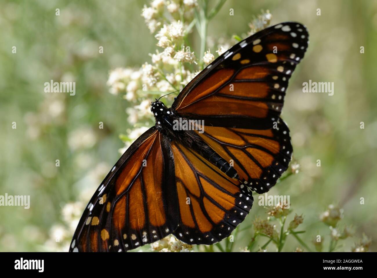 Monarch butterfly drinking nectar on hi-res stock photography and ...
