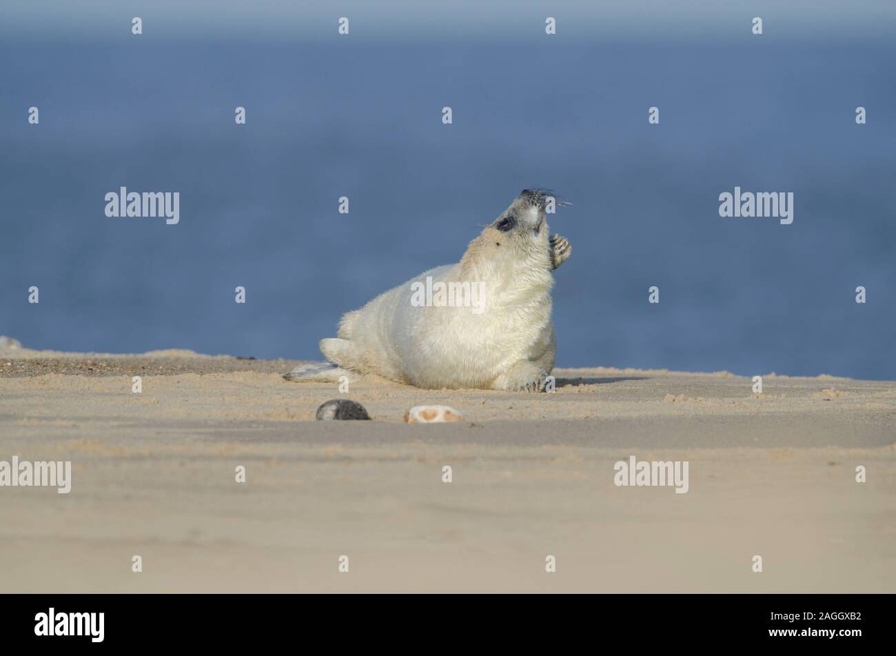Winterton seals hi-res stock photography and images - Alamy