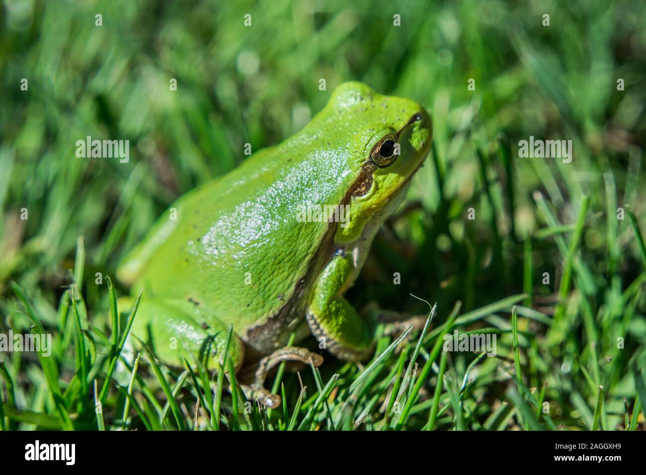 Meadow tree frog hi-res stock photography and images - Alamy