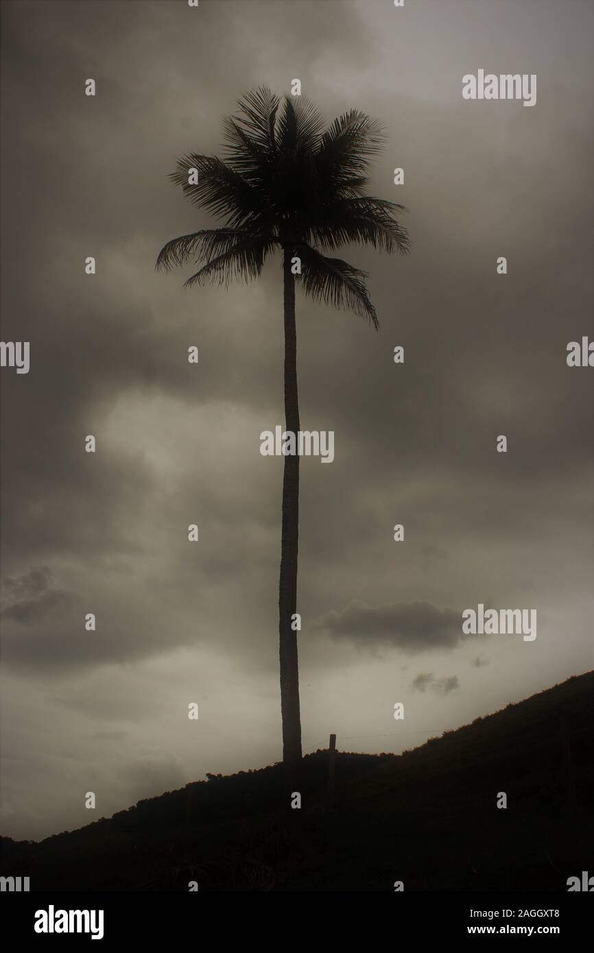 Coqueiro hi-res stock photography and images - Alamy