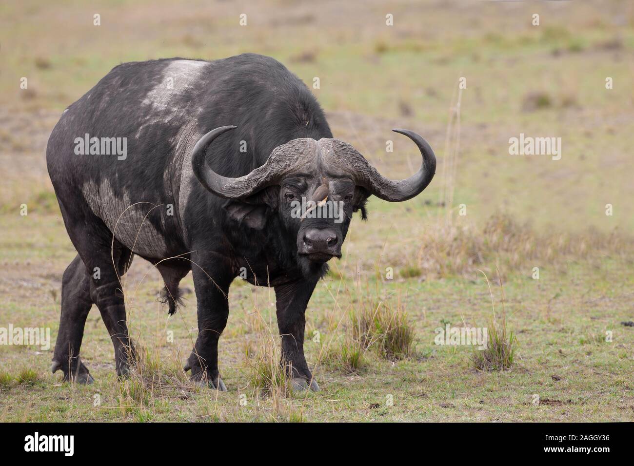 Buffalo herbivorous hi-res stock photography and images - Alamy