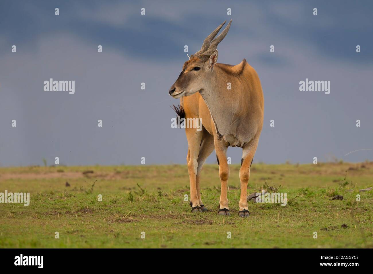 Cape eland hi-res stock photography and images - Alamy