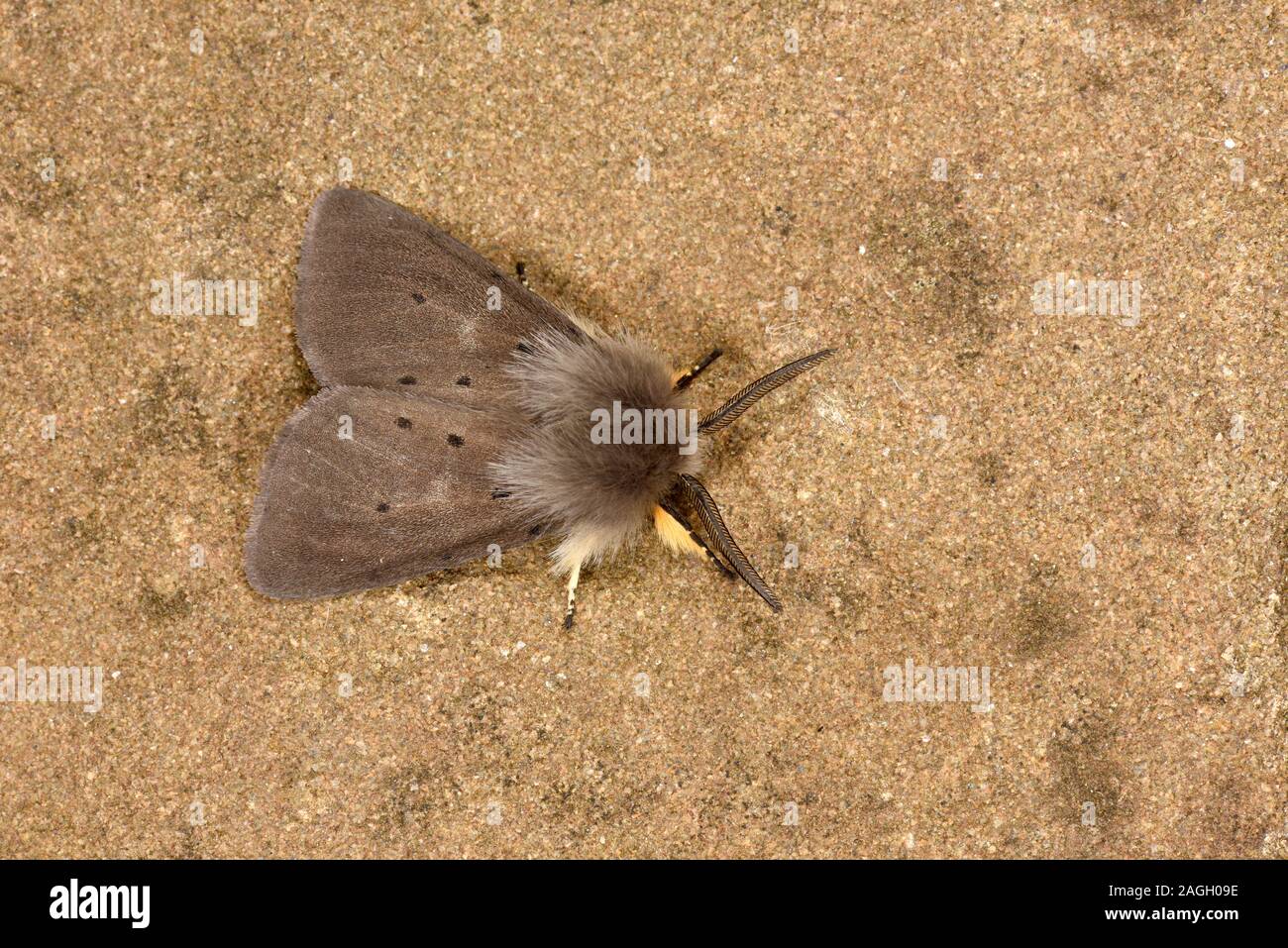 Muslin Moth (Diaphora mendica) male resting on stone, Wales, May Stock ...