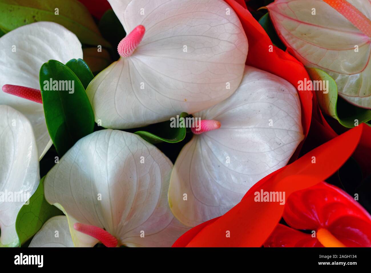 Bunch of colorful Tropical red anthurium stems Stock Photo - Alamy