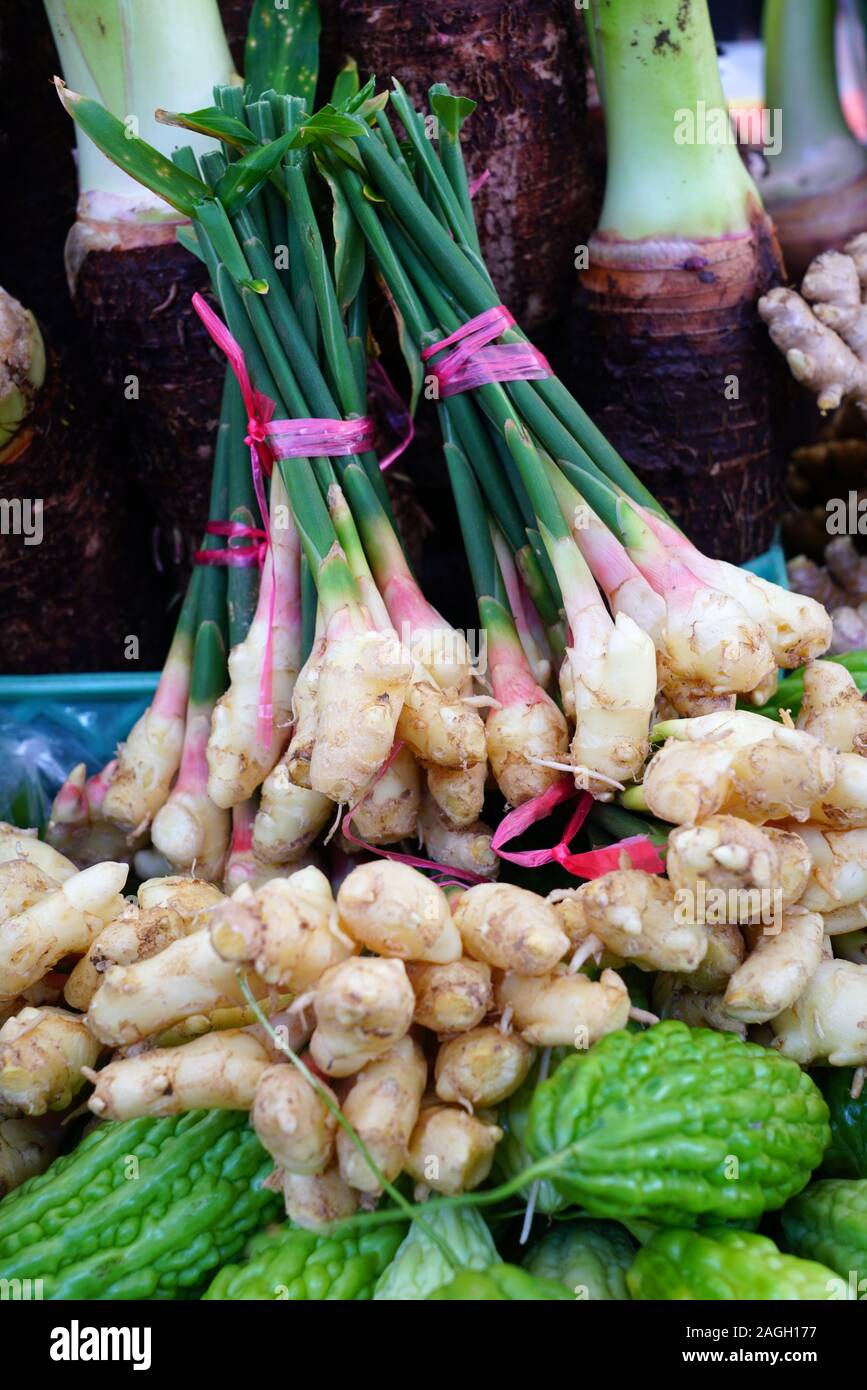 Vegetative Reproduction Of Ginger