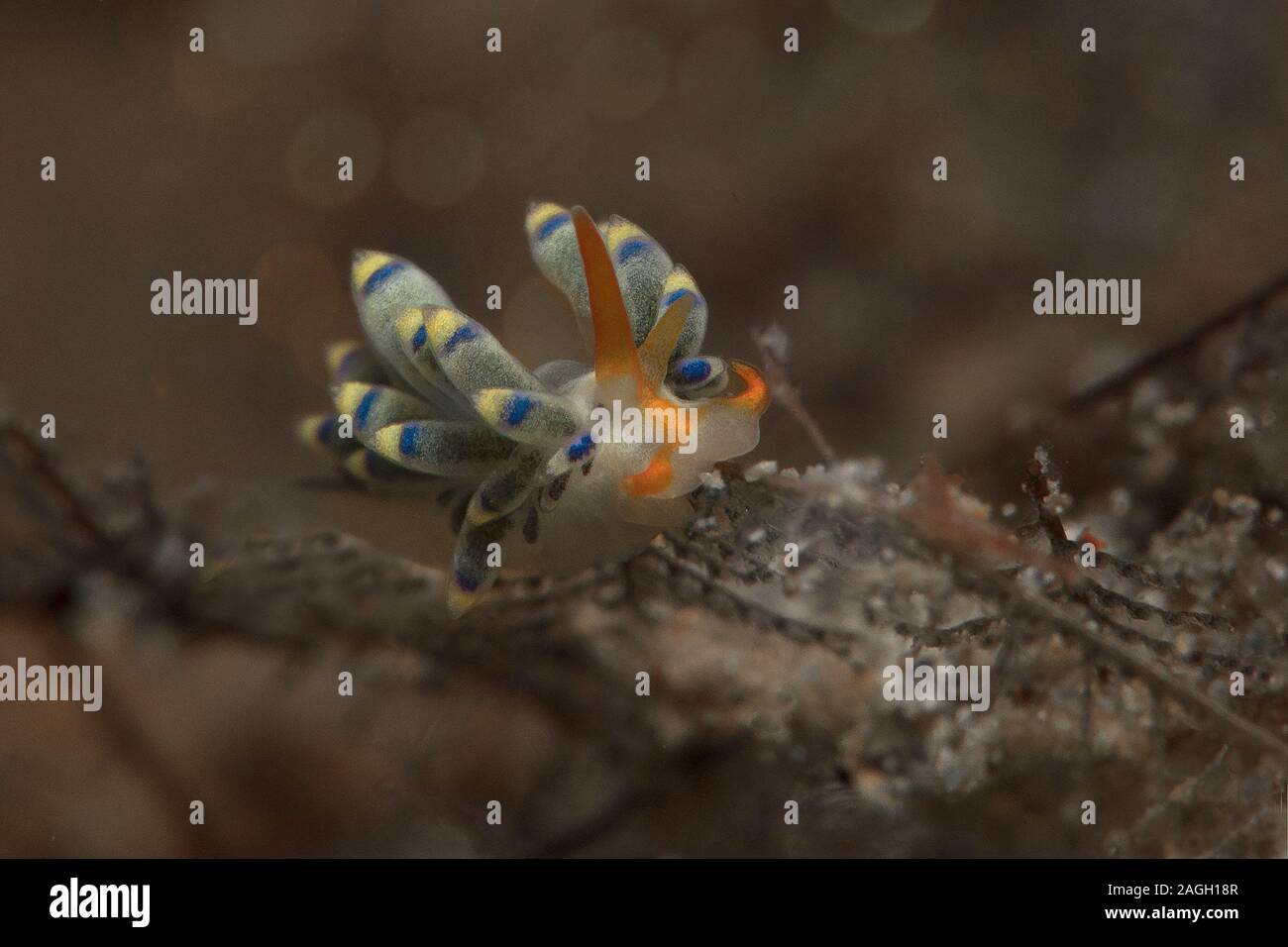 Nudibranch Tenellia sp. Underwater macro photography from Ambon ...