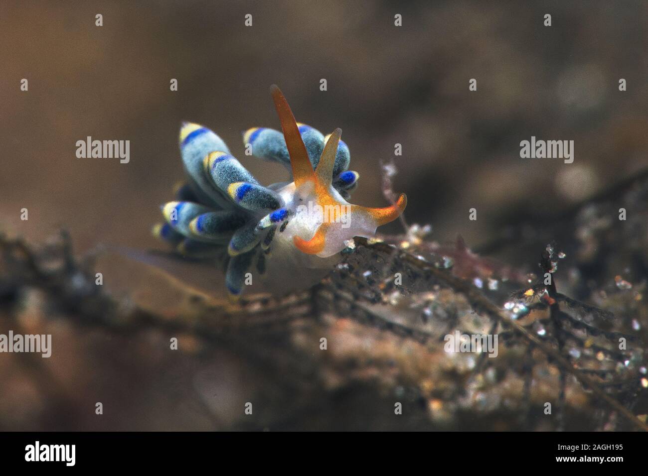 Nudibranch Tenellia sp. Underwater macro photography from Ambon ...