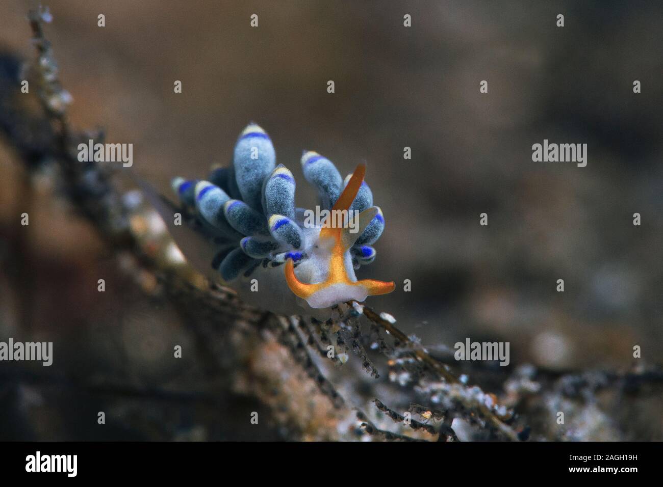 Nudibranch Tenellia sp. Underwater macro photography from Ambon ...